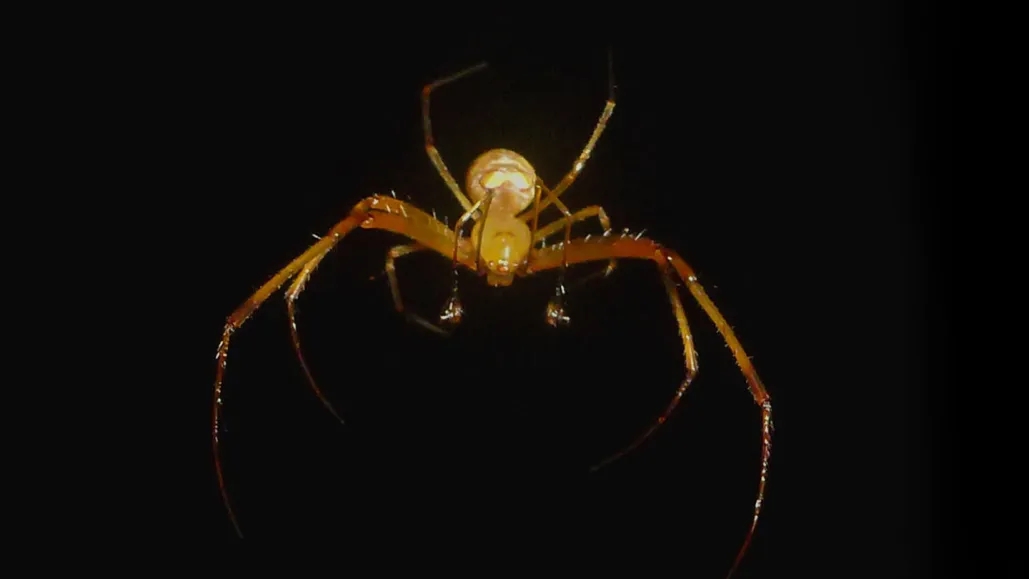 Are Pirate Spiders Dangerous to Humans? Identification, Habitat, and Facts