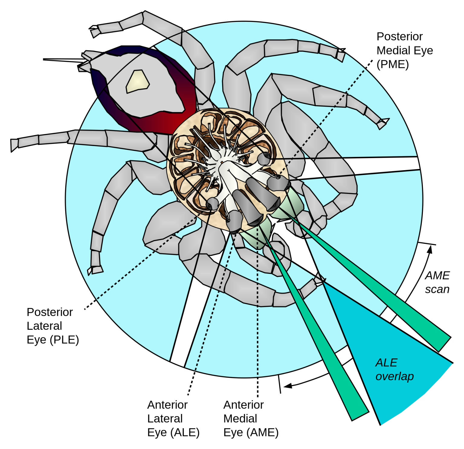 Portia fimbriata|Fringed Jumping Spider - Spider Pedia