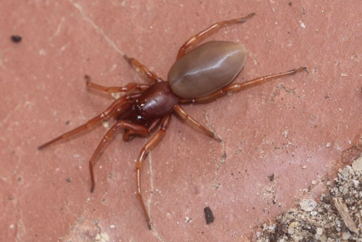 Slater-eating Spiders bite poisonous? - Spider Pedia