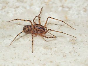 Are spitting spiders dangerous to humans - Spider Pedia