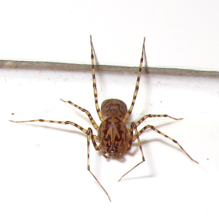 Are spitting spiders dangerous to humans - SpiderPedia