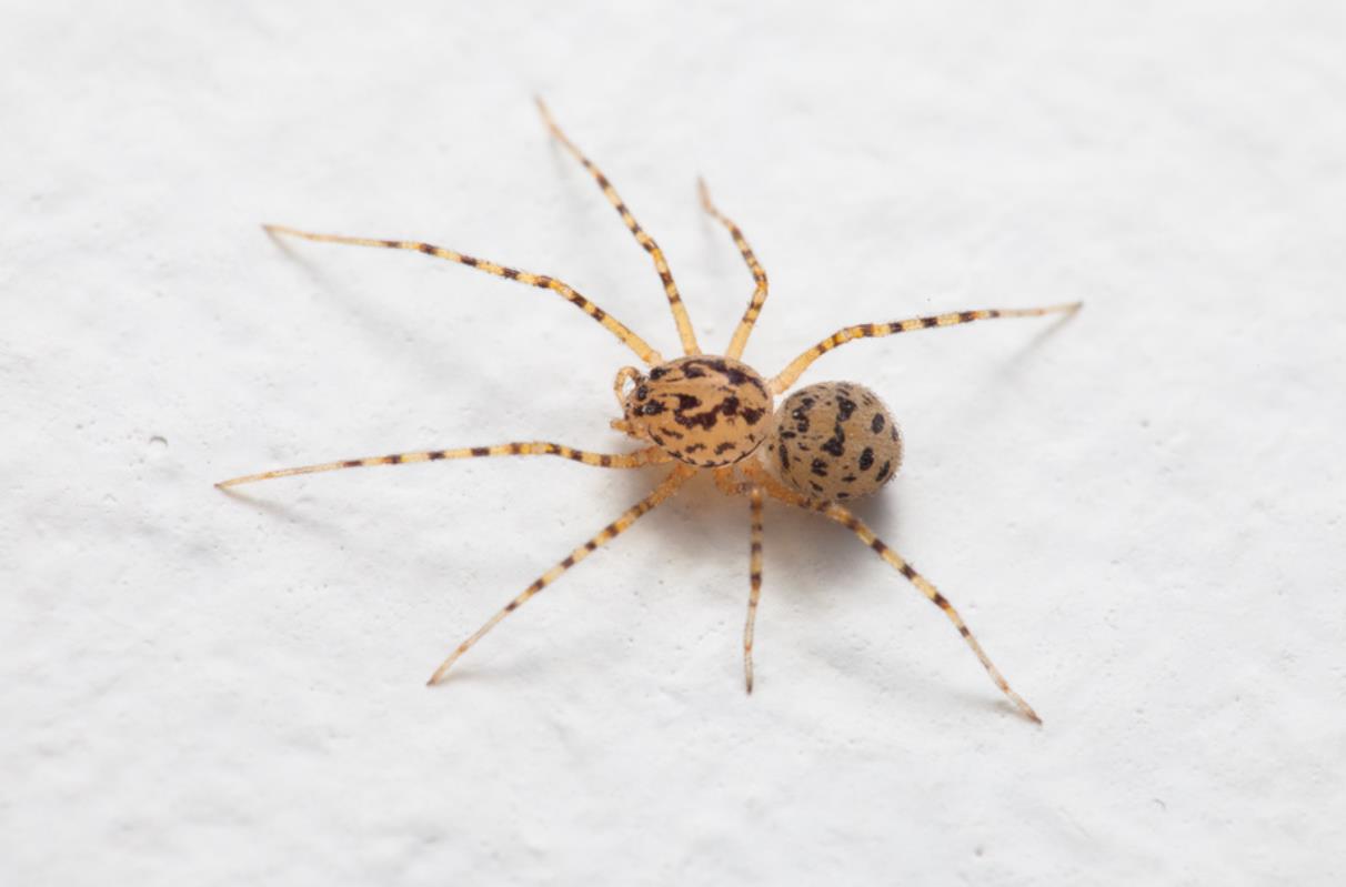 Are spitting spiders dangerous to humans - Spider Pedia