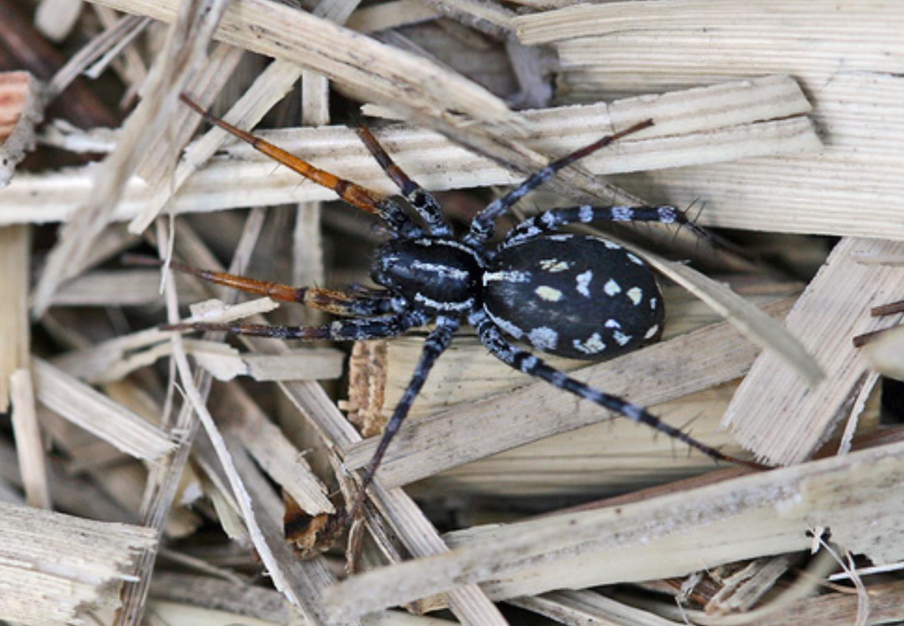 Is the Spotted Ground Spider Poisonous? - Spider Pedia