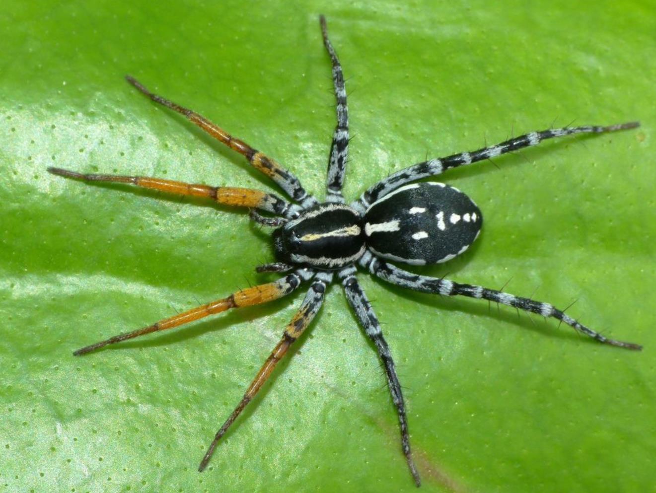 Is the Spotted Ground Spider Poisonous? - Spider Pedia