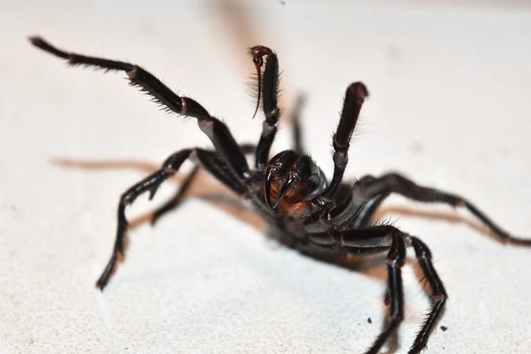 Unveiling the Sydney Funnel-Web Spider: A Detailed Analysis - Spider Pedia