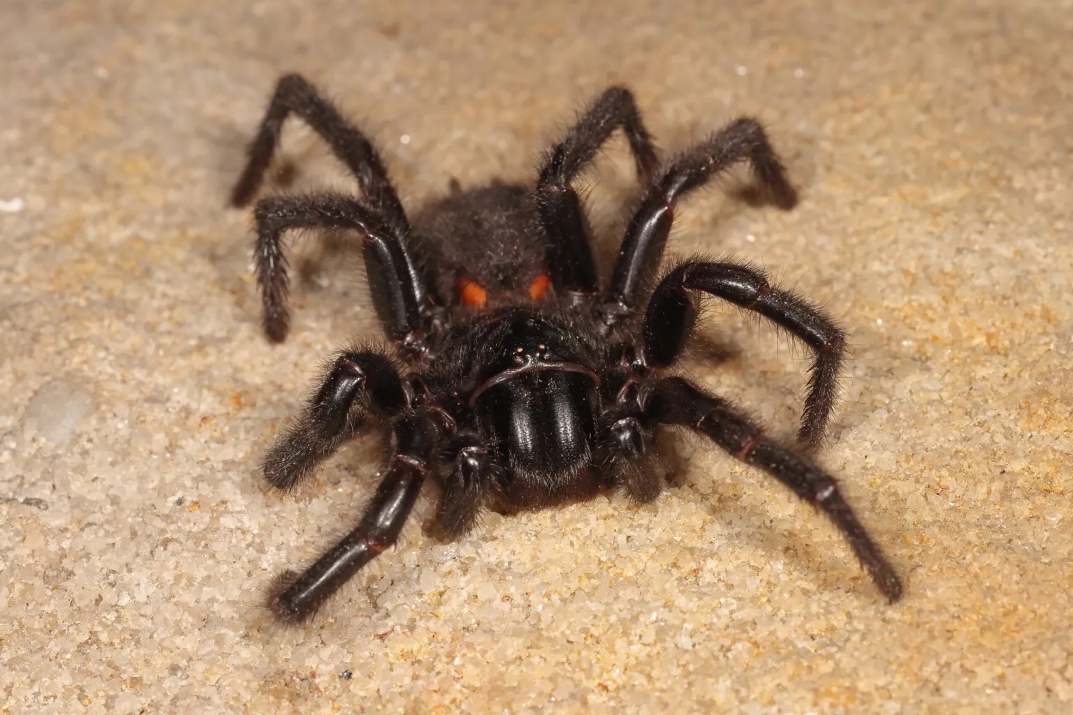 Unveiling the Sydney Funnel-Web Spider: A Detailed Analysis - Spider Pedia