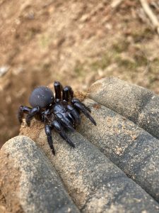 interesting facts about trapdoor spiders - SpiderPedia