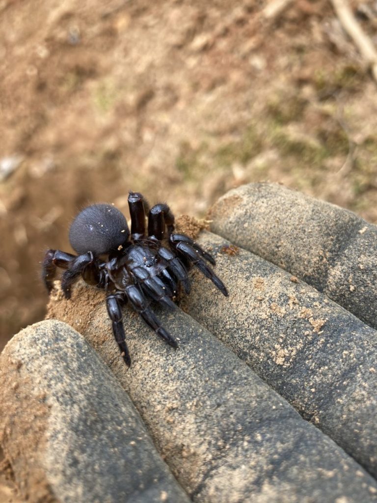 interesting facts about trapdoor spiders - Spider Pedia