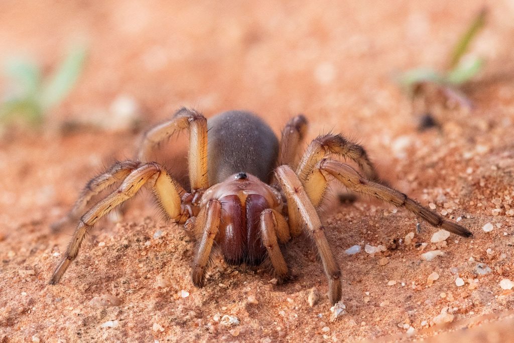 interesting facts about trapdoor spiders - Spider Pedia
