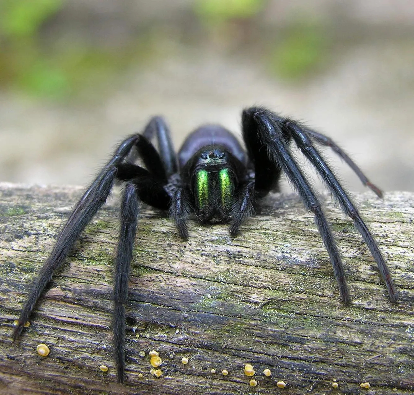 Tube web spider bite & size & poisonous? - SpiderPedia