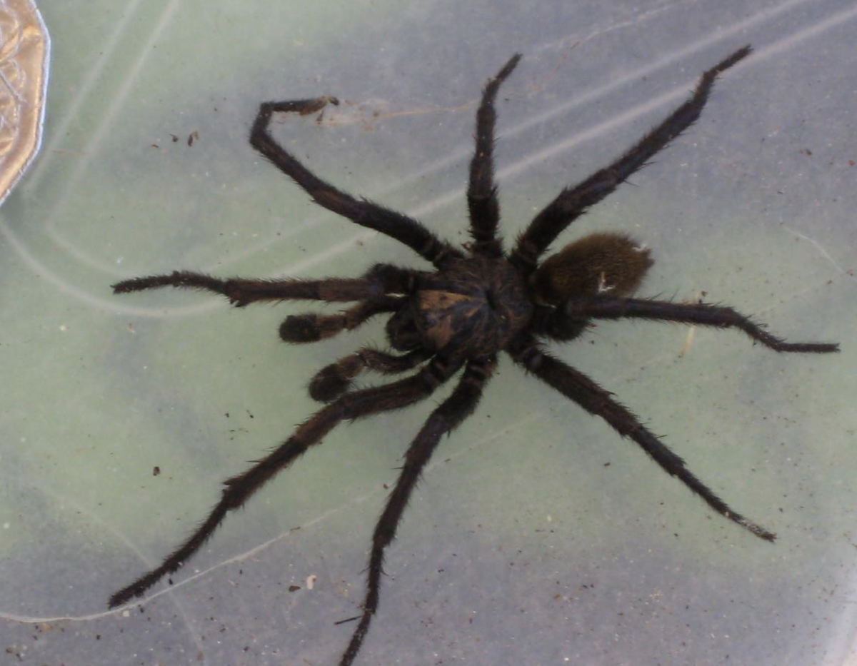 Tube web spider bite & size & poisonous? - Spider Pedia