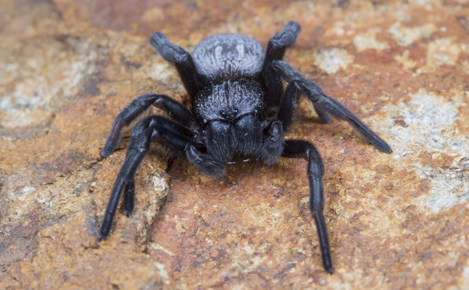 Velvet Spiders pet:Exploring the Intriguing World - Spider Pedia