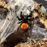 Velvet Spiders pet:Exploring the Intriguing World - Spider Pedia