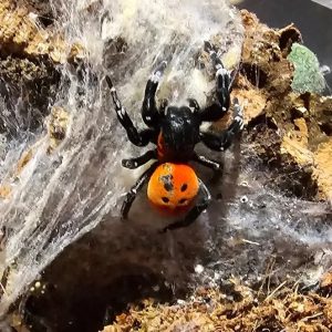 Velvet Spiders pet:Exploring the Intriguing World - Spider Pedia