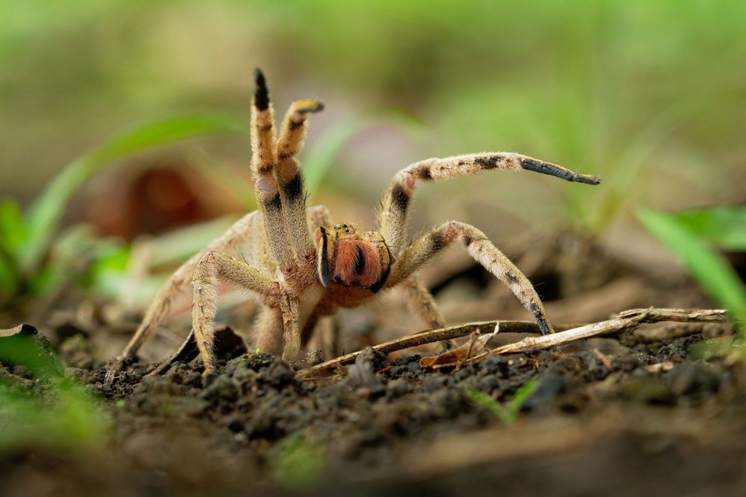 Understanding the Wandering Spider: Size, Habitat, and Bite Wound Facts ...