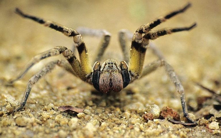Understanding the Wandering Spider: Size, Habitat, and Bite Wound Facts ...