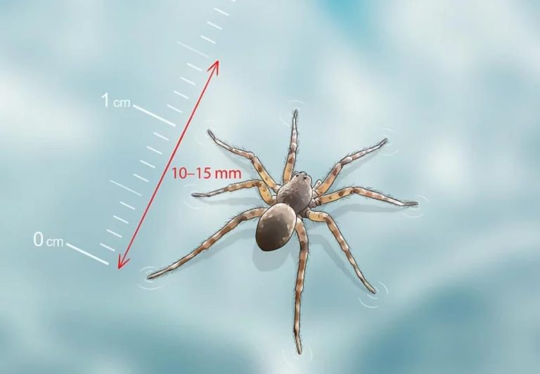 Are water spiders poisonous - SpiderPedia