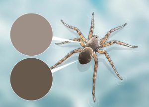 Are water spiders poisonous - SpiderPedia