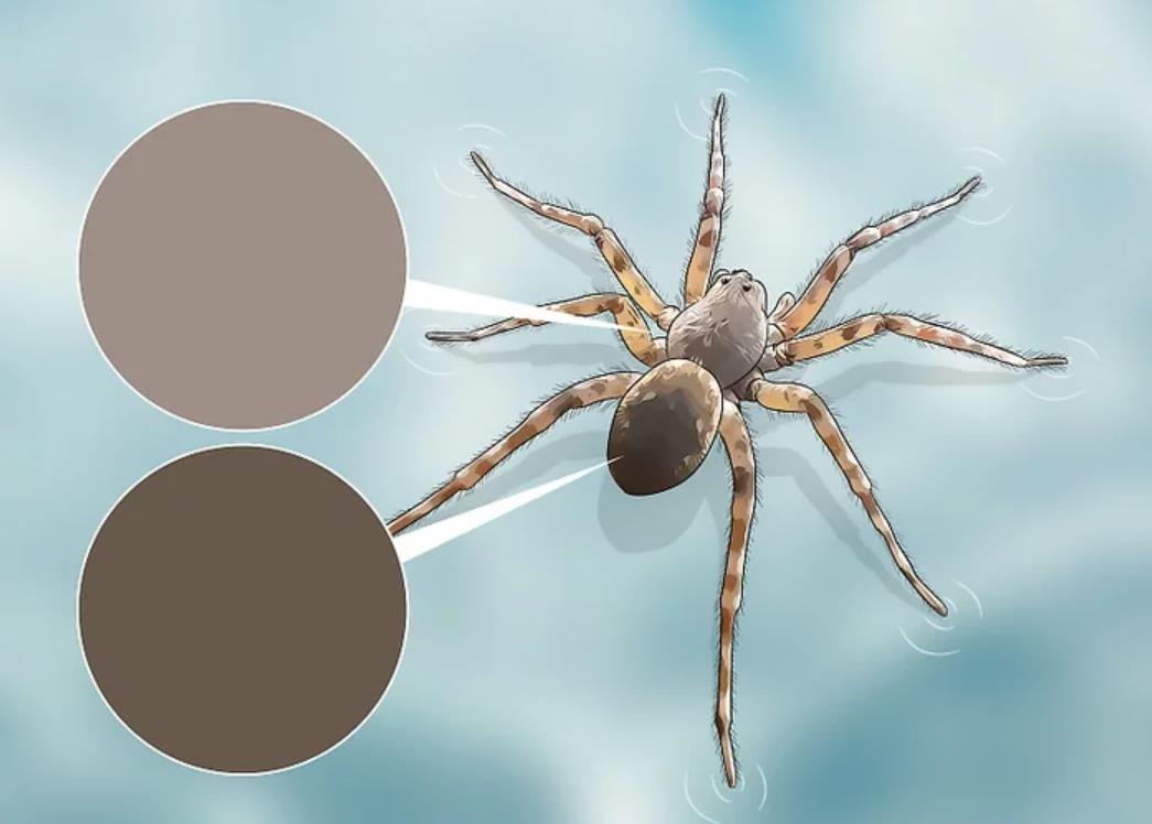 Are water spiders poisonous - Spider Pedia