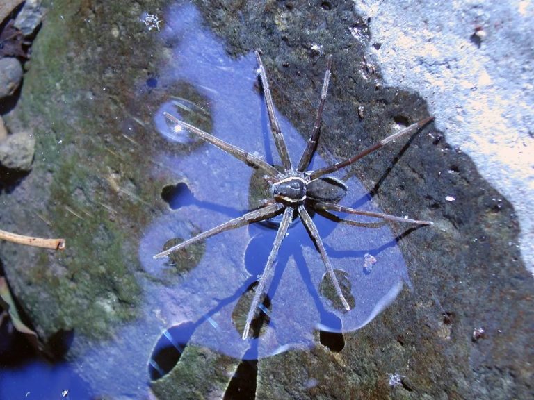 Are water spiders poisonous - SpiderPedia