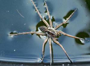 Are water spiders poisonous - SpiderPedia