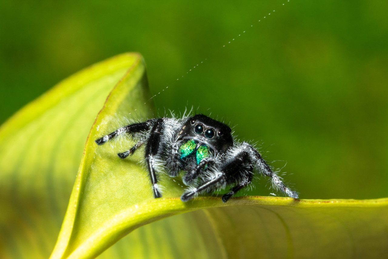 what do jumping spiders eat：From Flies to Beetles - Spider Pedia