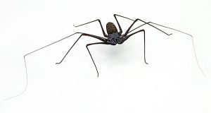 Are whip spiders dangerous？Bite & Facts - Spider Pedia