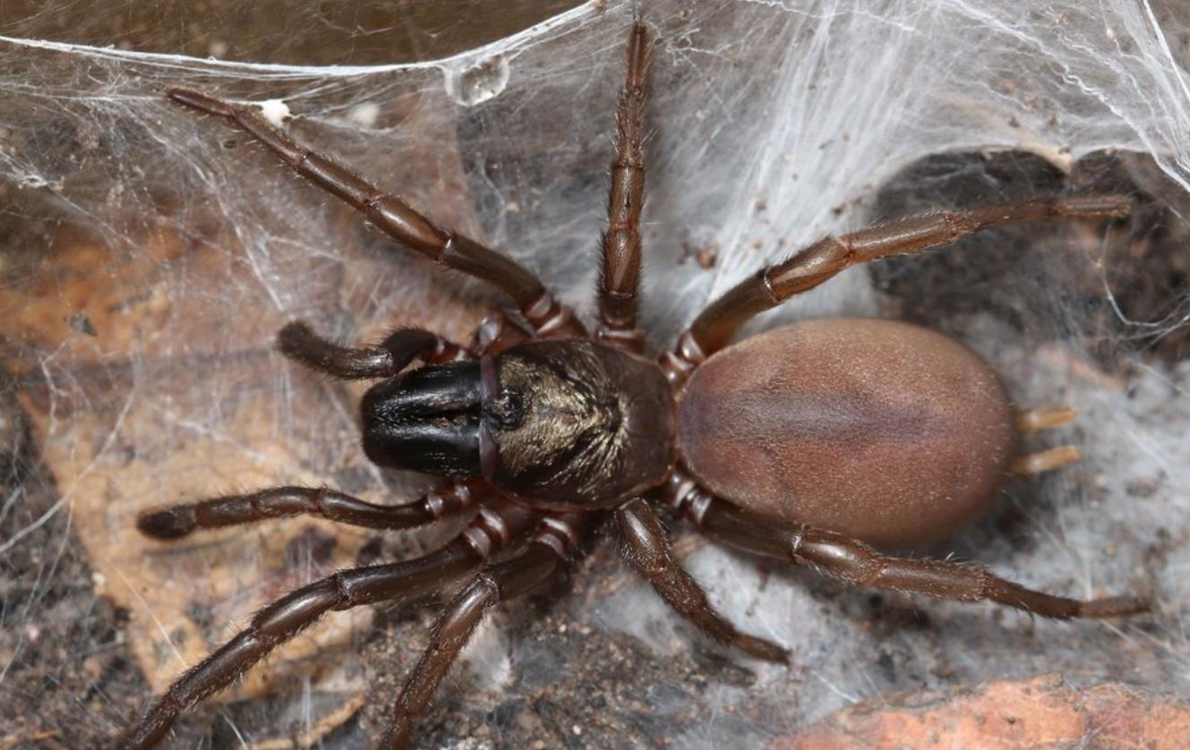 wishbone spider facts - Spider Pedia