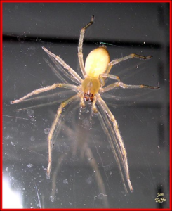 Yellow sac spiders 8 Facts - Spider Pedia