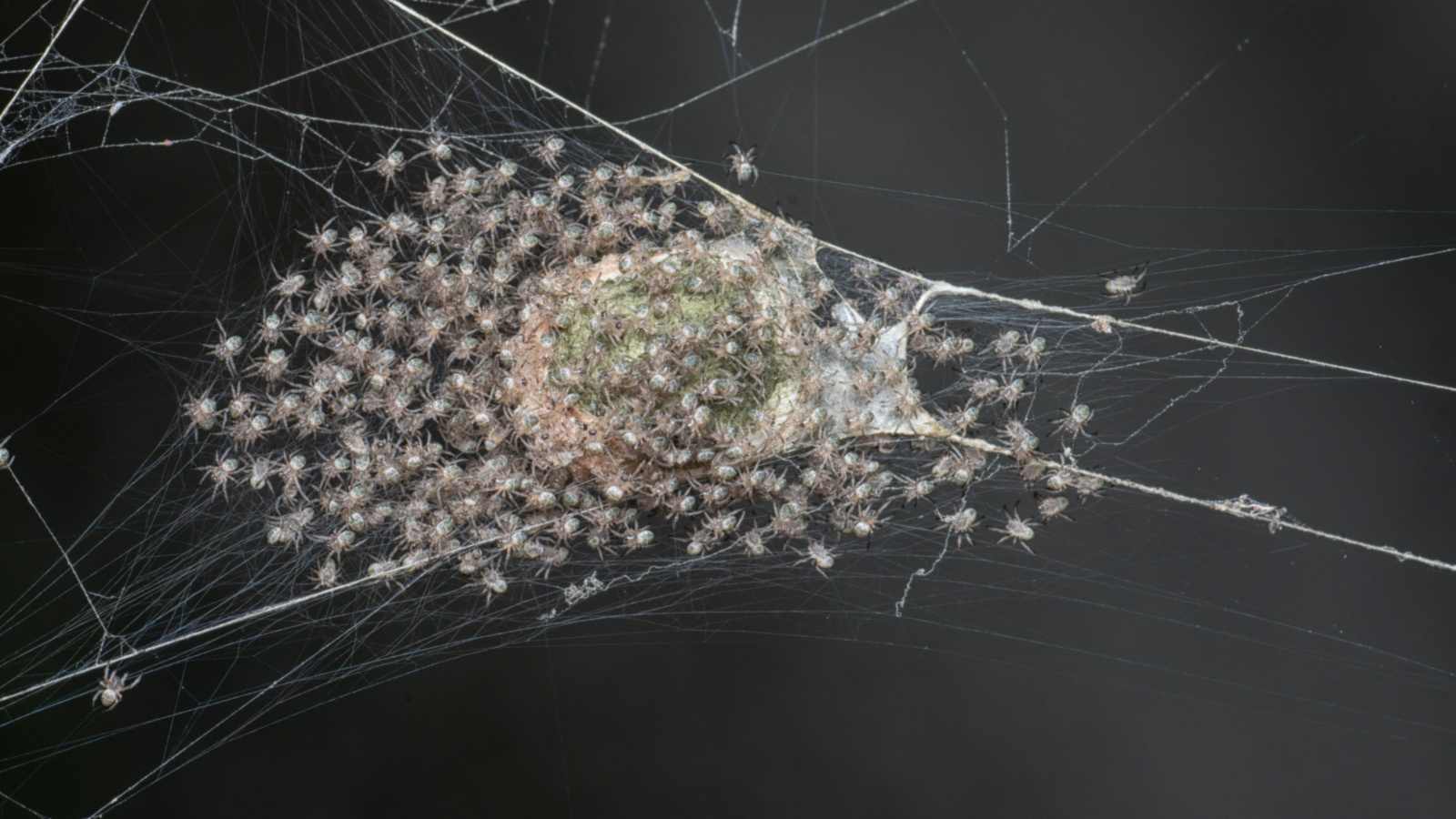 Yellow sac spiders 8 Facts - Spider Pedia