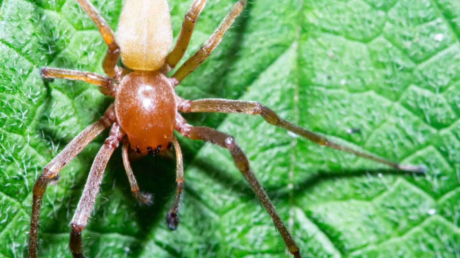 Yellow sac spiders 8 Facts - Spider Pedia