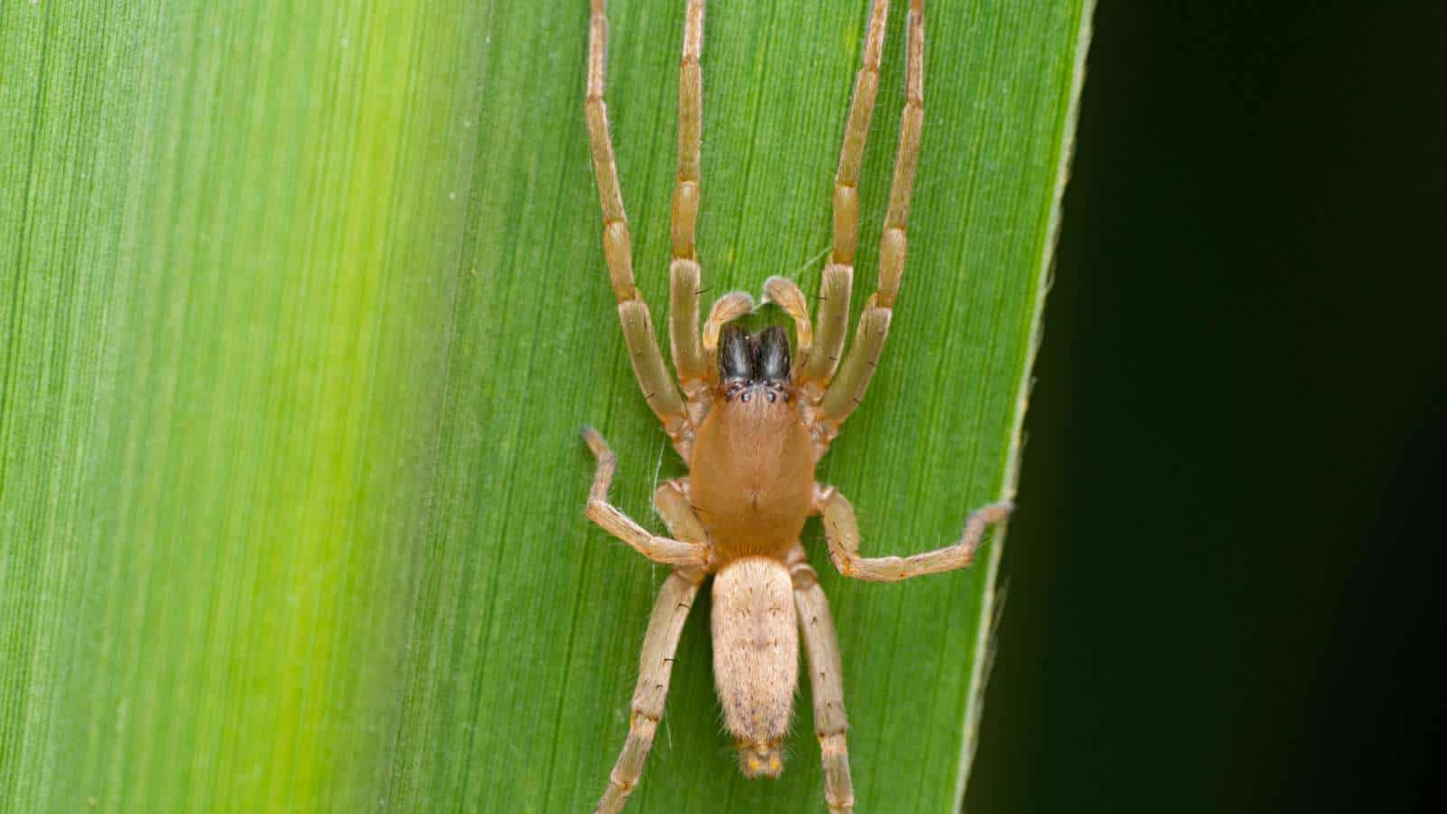 Yellow sac spiders 8 Facts - Spider Pedia