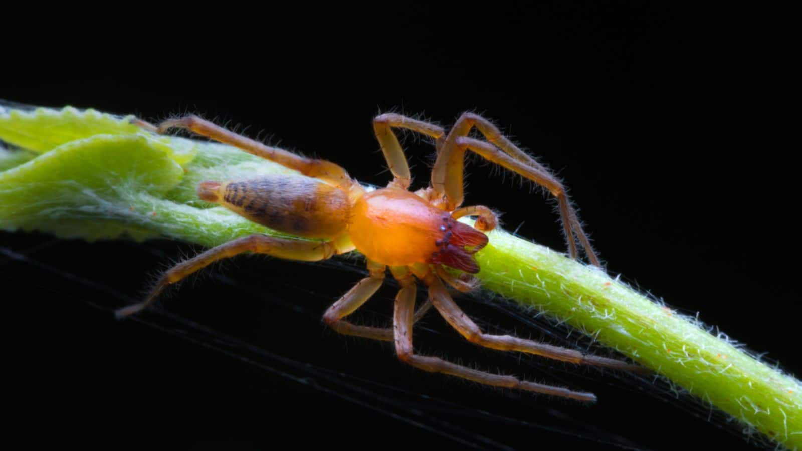 Yellow sac spiders 8 Facts - Spider Pedia