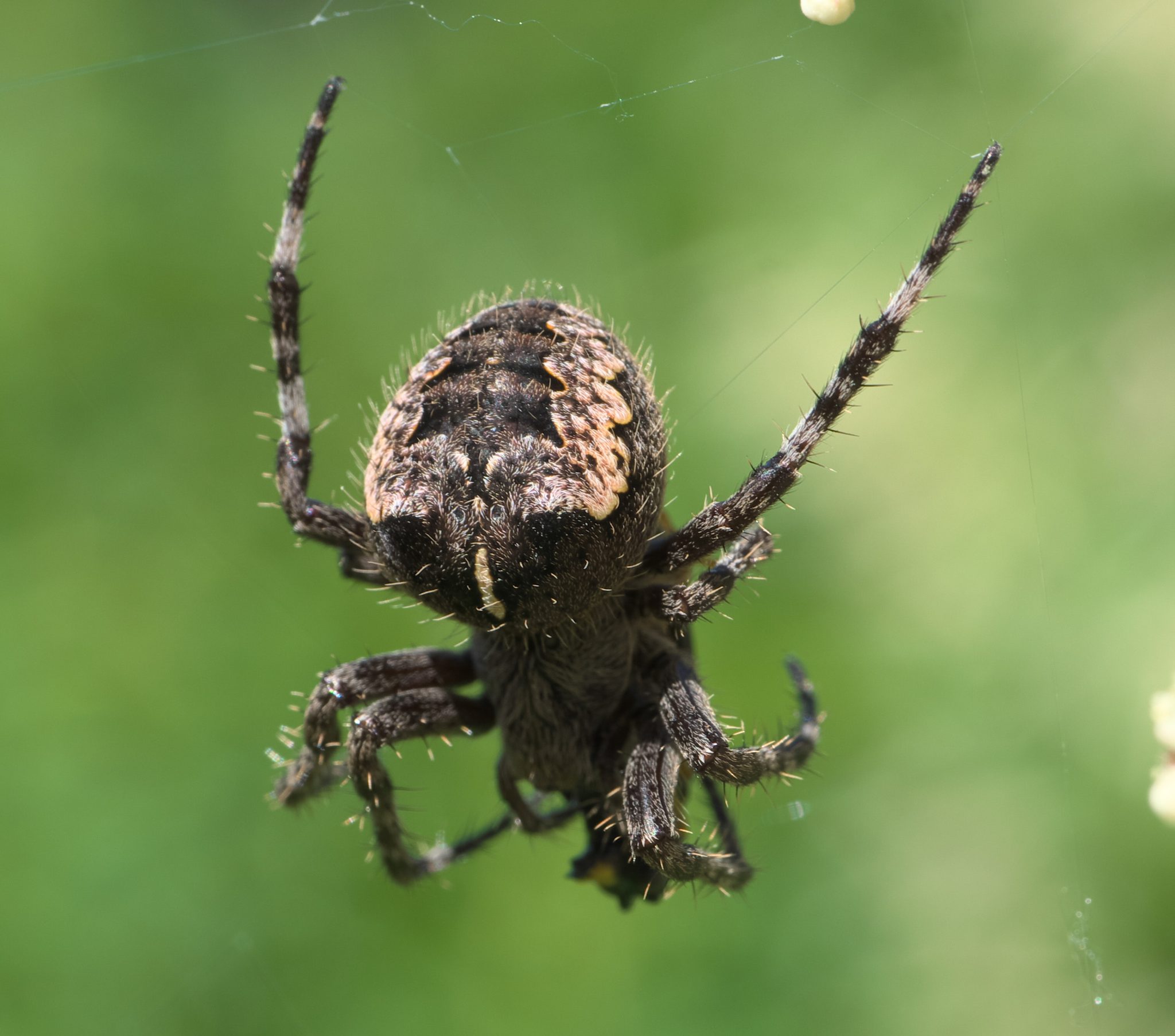 Araneus - Spider Pedia