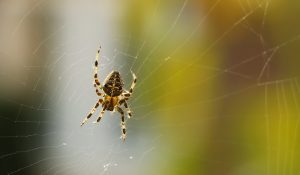 Araneus - SpiderPedia