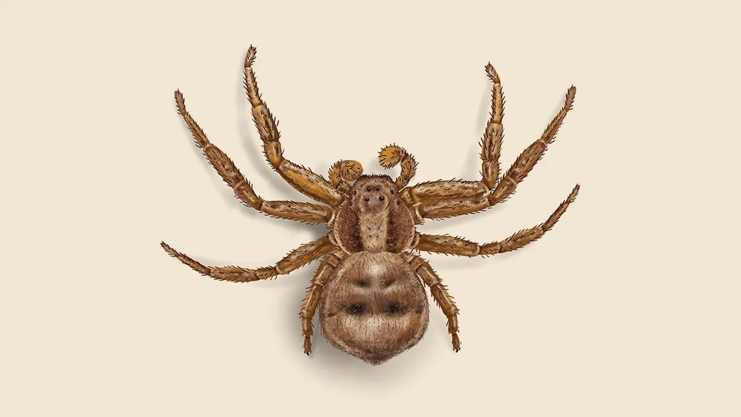 are crab spiders poisonous? - Spider Pedia