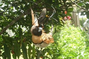 Australia bird eating spider - Spider Pedia