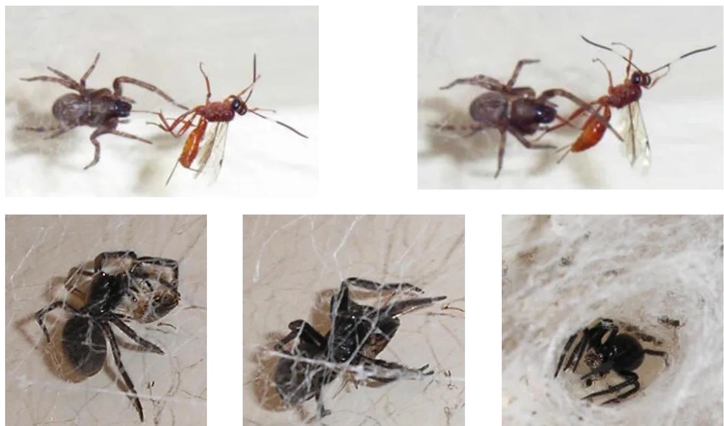 Black House Spider - Spider Pedia