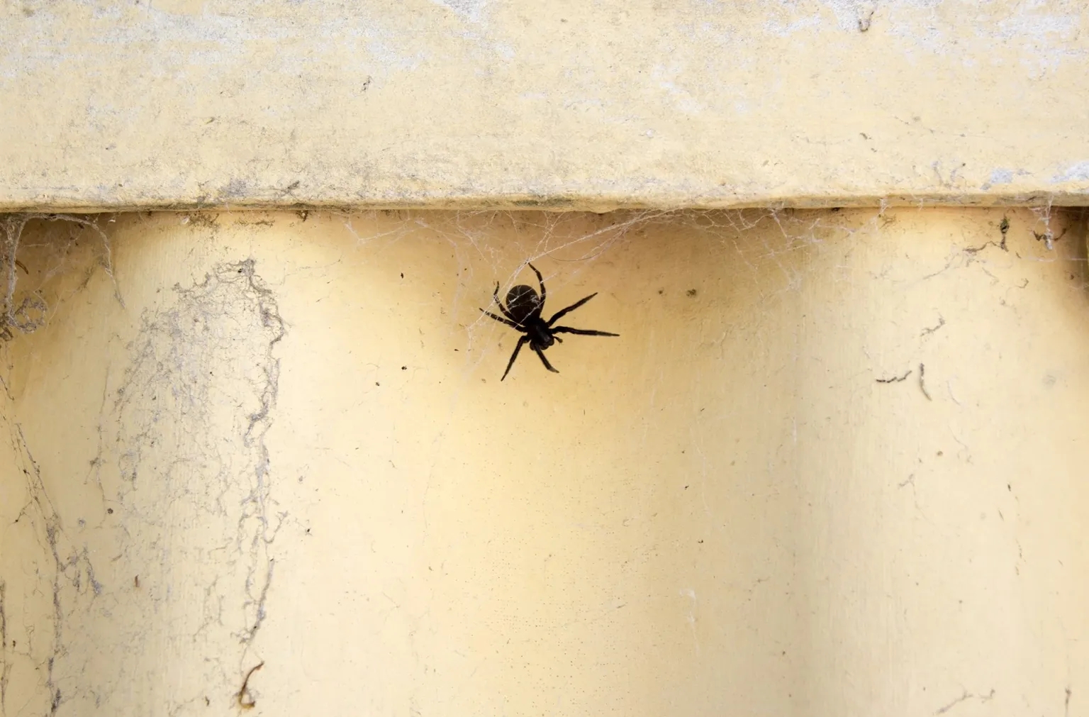 Black House Spider - Spider Pedia