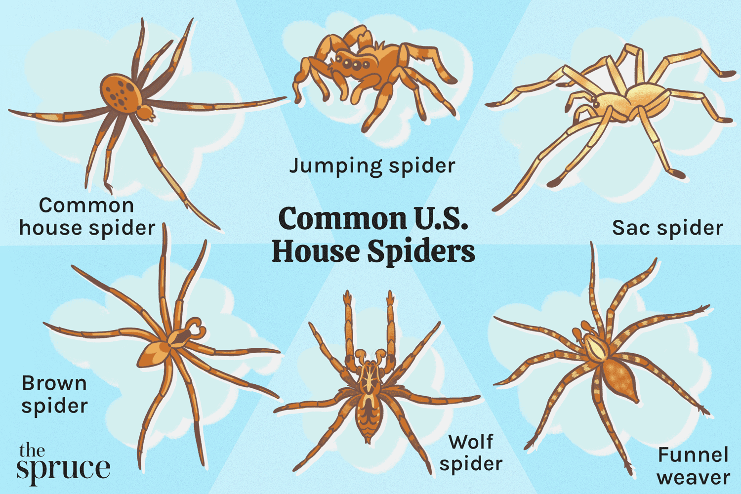 Are common house spiders harmful? - SpiderPedia