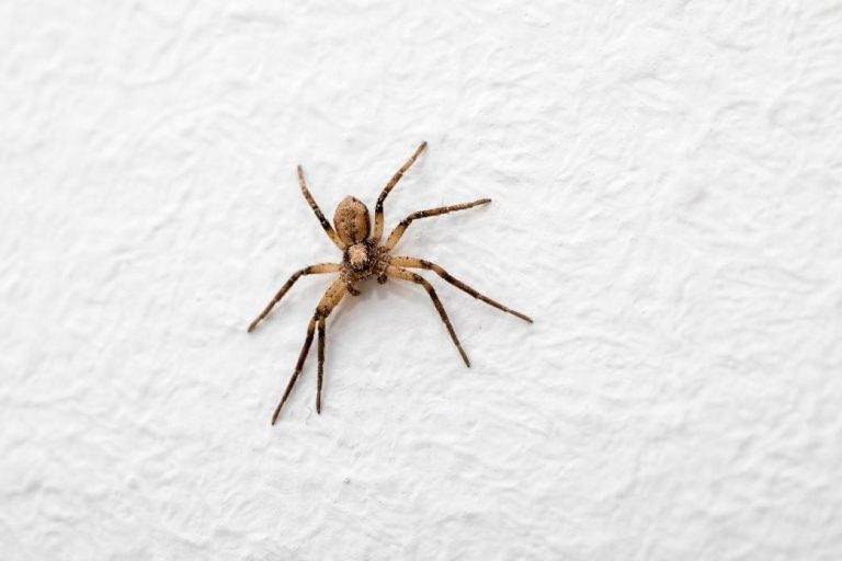 Are common house spiders harmful? - Spider Pedia
