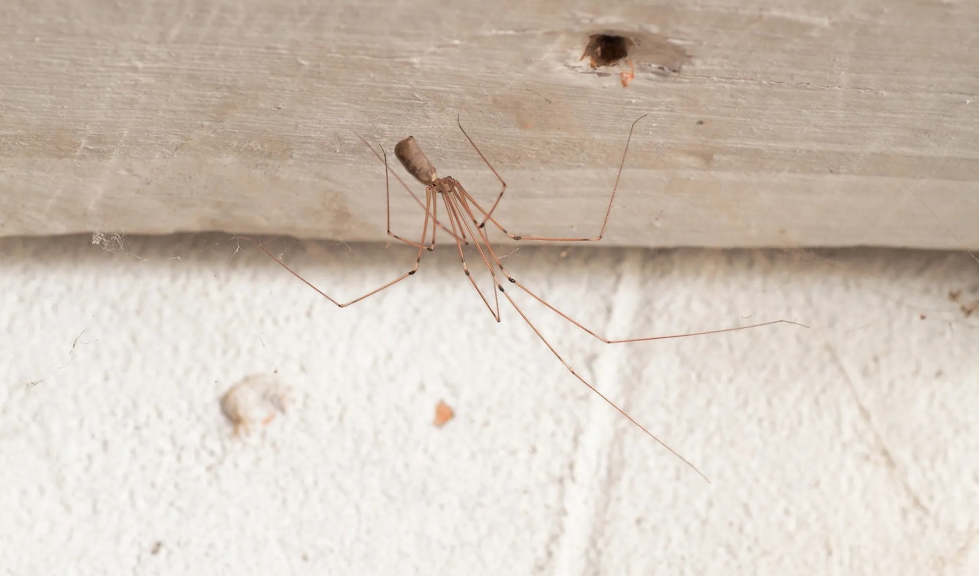 do daddy long legs bite poisonous - Spider Pedia