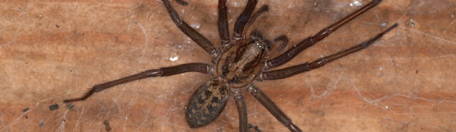 Giant House Spider Guide: Identification, Habitat, Behavior, and Bite Facts