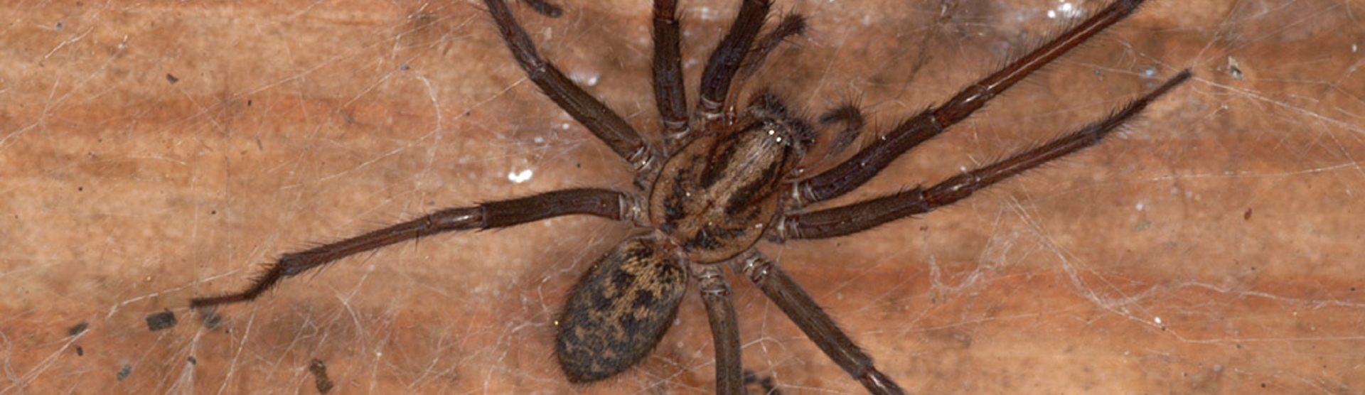 Giant house spider - Spider Pedia
