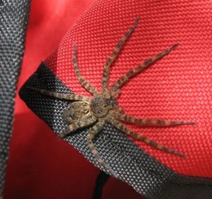 Fishing Spider | size,Diet & Habitat Facts - SpiderPedia