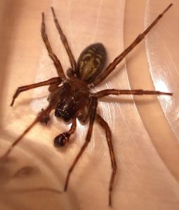 Hobo Spider | bite, size & habitat facts - Spider Pedia