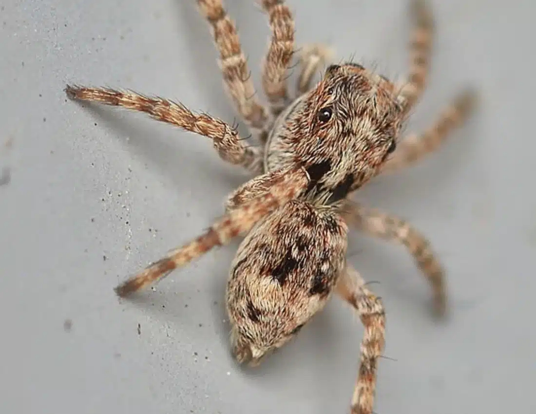 how long do jumping spiders live - Spider Pedia