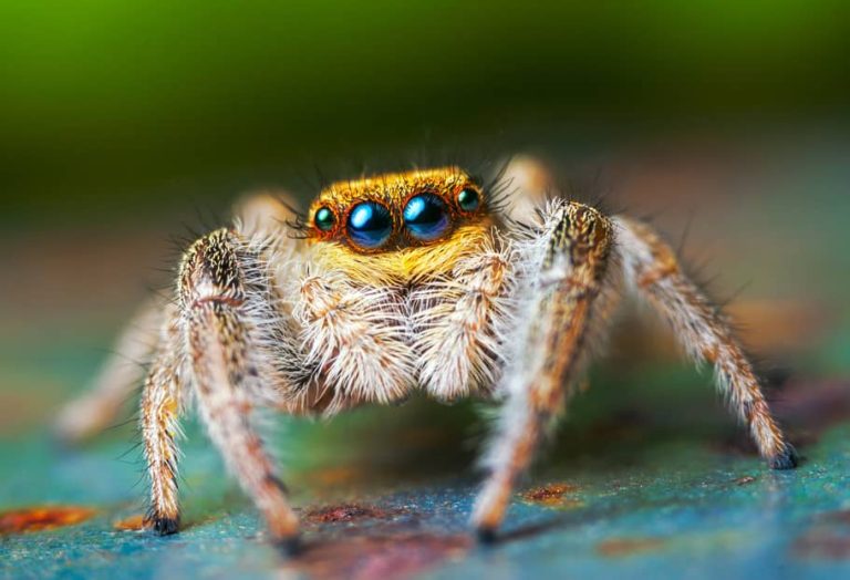 how long do jumping spiders live - SpiderPedia