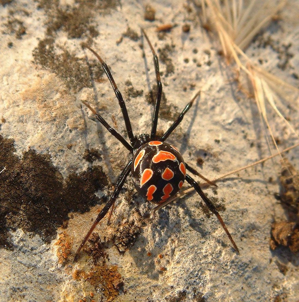 black widow spider bite pictures & symptoms - SpiderPedia