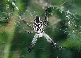 Is the tent spiders poisonous? - Spider Pedia